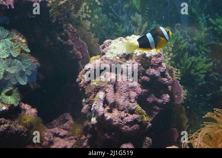 Amphiprion sebae, also known as the sebae clownfish, is an anemonefish ...
