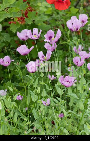 opium poppy, breadseed poppy, Schlafmohn, Papaver somniferum, kerti mák ...