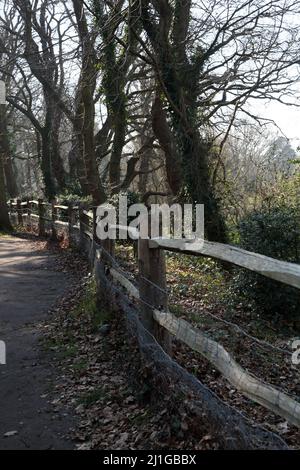 Tree Lined Pathway at Wisley RHS Gardens Surrey England Stock Photo - Alamy