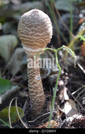 Mysterious wild mushroom and fungus grow on moss and tree bark ...