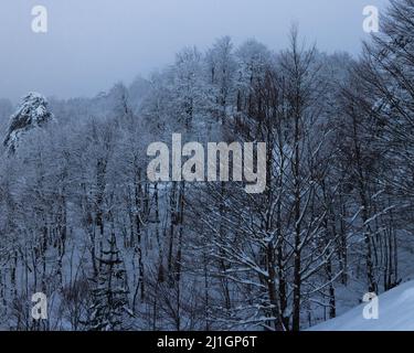 High angle shot of a forest with the trees covered in green moss in ...