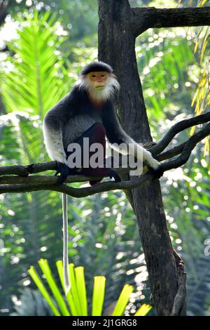 Red-shanked douc, Rotschenkliger Kleideraffe, Pygathrix nemaeus, tarka ...