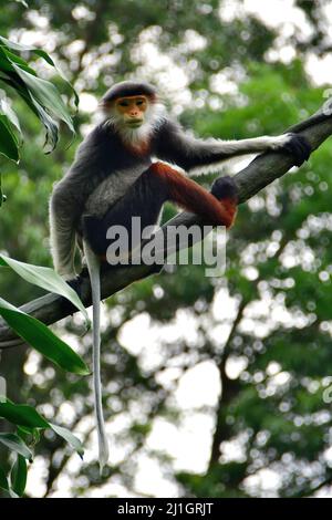 Red-shanked douc, Rotschenkliger Kleideraffe, Pygathrix nemaeus, tarka ...