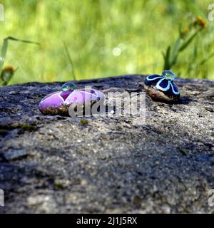 A closeup shot of a true crabs animal Stock Photo - Alamy