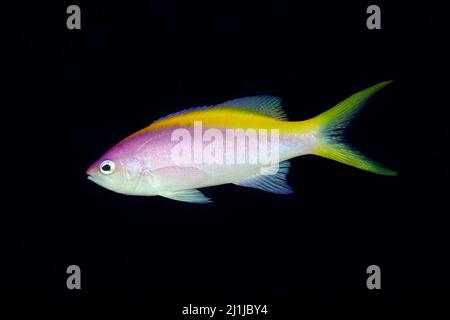 Evansi anthias fish Stock Photo - Alamy