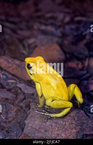 Golden poison dart frog (Phyllobates terribilis). Tropical frog living ...
