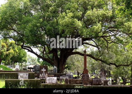 Grave at historical Toowong cemetery in Brisbane Australia Stock Photo ...