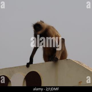 Monkey sitting on a ceiling wall and looking Stock Photo - Alamy