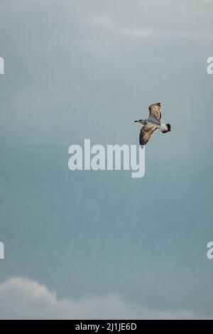 bird, spain, firmament, sky, seagull, gull, colour, holiday, vacation ...