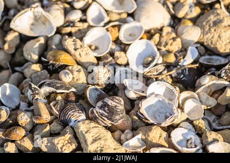 River shells on the river bank Stock Photo - Alamy