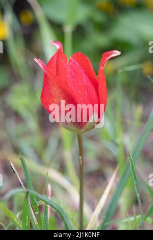 Red wild tulip flower in natural conditions in the forest. Close-up ...