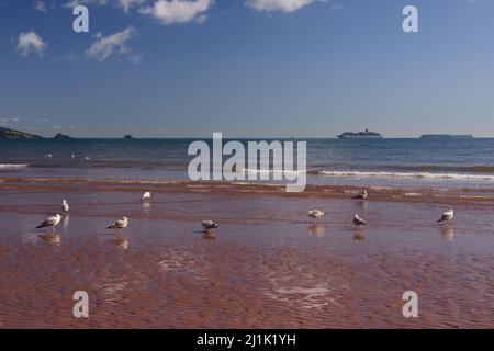 Gulls on the beach at Goodrington Sands, South Devon, at low tide, and ...