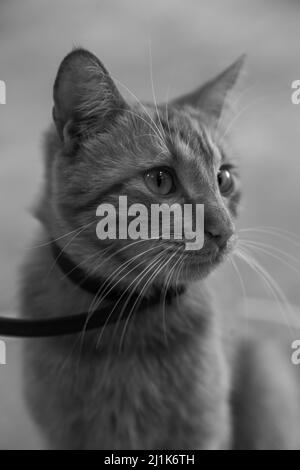 A vertical grayscale of an adorable cat looking at the camera with ...