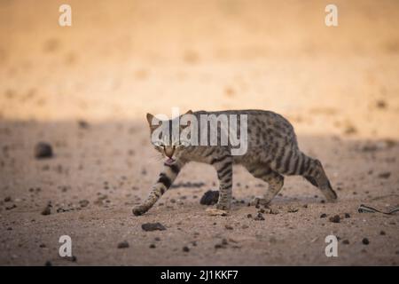 Asiatic Wildcat, full body, Desert National Park, Jaisalmer, Rajasthan ...