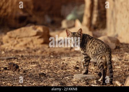 Asiatic Wildcat, full body, Desert National Park, Jaisalmer, Rajasthan ...
