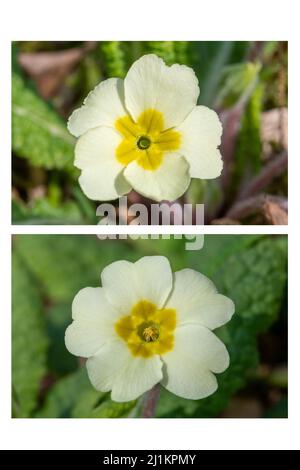 Pin-type and thrum-type primroses Stock Photo - Alamy
