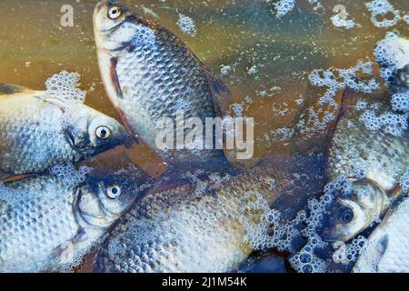 Dead fish on the pond, mass poisoning. light fish carp on dark ...