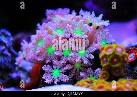 The Clavularia Polyps colony - Clavulariidae spp Stock Photo - Alamy