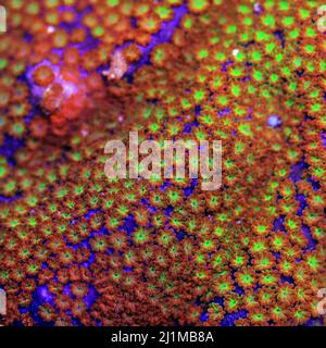 Open polyps on Montipora SPS coral Stock Photo - Alamy