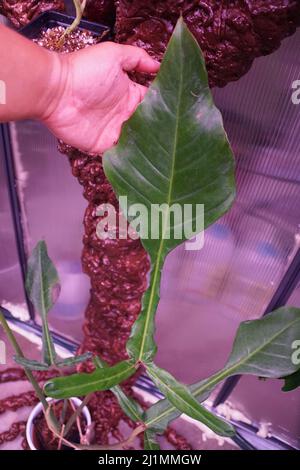 A unique lobed and green leaf of Philodendron Joepii, a rare tropical ...
