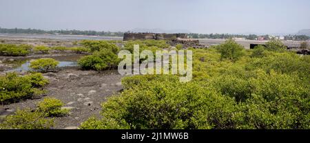 Kolaba Fort is sarrounded by Mangrove Forest It is situated in the sea ...