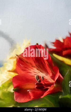 Digital painting of red Peruvian Inca lilies in bloom with a shallow ...