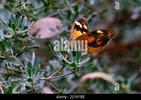 Common Brown Butterfly Australia Heteronympha merope merope Stock Photo ...