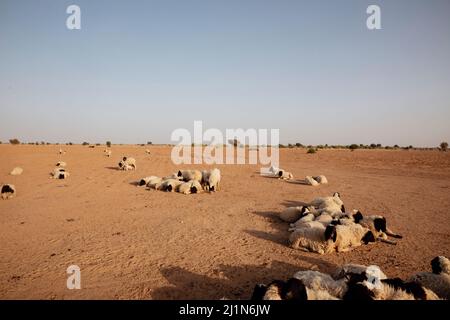 Shepherd, Desert National Park, Jaisalmer, Rajasthan, India Stock Photo ...