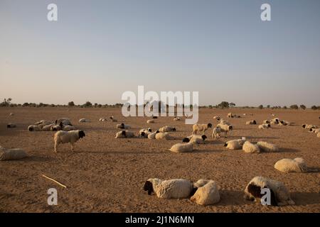 Shepherd, Desert National Park, Jaisalmer, Rajasthan, India Stock Photo ...