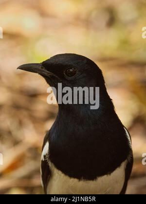 Oriental Magpie in eye contact resting on a tree Stock Photo - Alamy