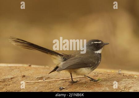 white-spotted fantail (rhipidura albicollis albogularis) at Gandhinagar ...