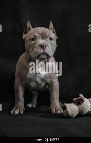 Closeup shot of a gray American Pitbull Terrier lying on a fabric Stock ...