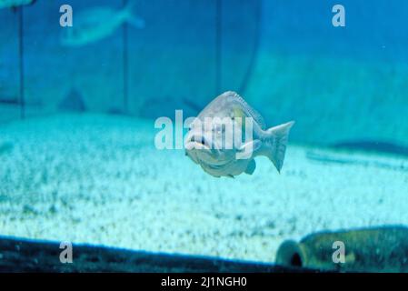 Longtooth grouper - Epinephelus bruneus - species of marine ray-finned ...