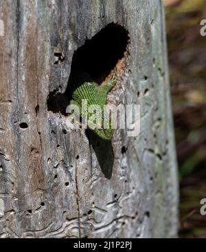 Green Spiny Lizard (Sceloporus malachiticus), female, Emerald Swift ...