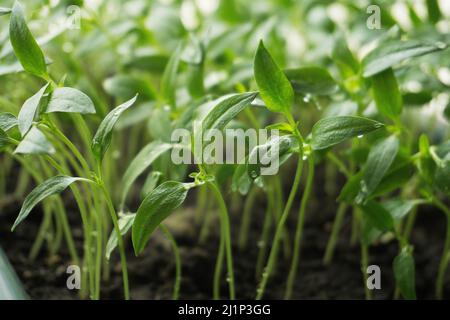 young green sprouts of bell pepper closeup. Domestic gardening Stock ...
