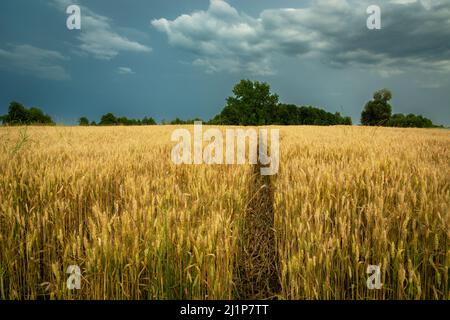 Technology path through the field with grain and cloudy sky, summer ...