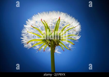 Blowball flower close up. One dandelion with white fluffy pappus seeds ...