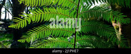 Trewidden Gardens Penzance Cornwall Stock Photo - Alamy