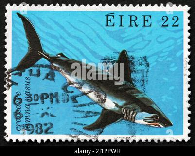 porbeagle, mackerel shark (Lamna nasus), teeth Stock Photo - Alamy