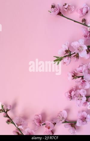 Pink peach blossom frame background Stock Photo - Alamy