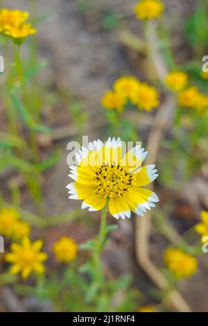 California spring wildflower Tidy Tips Layia platyglossa also known as ...
