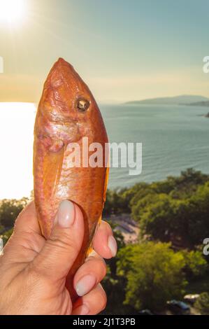 A woman's hand holds a fried lamb fish on the background of a seascape ...