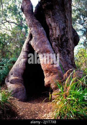 Australia, giant gum tree in Orroroo, South Australia Stock Photo - Alamy