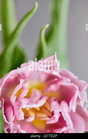 Peony-shaped tulips photo in a bouquet. Macro photo of flowers. Spring ...