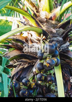 Lot of Fruits hanging to Asian palmyra palm or Borassus flabellifer ...