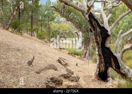 Warren Gorge near Quorn in the Flinders Ranges in outback South ...
