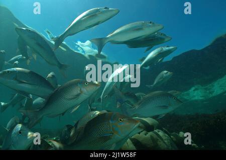 Sky Emperor Fish (Lethrinus mahsena). Egypt, Red Sea Stock Photo - Alamy