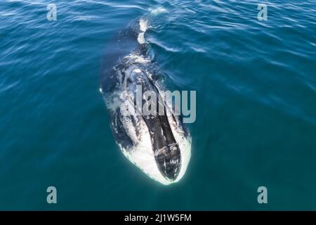 Bowhead Whale (Balaena mysticetus) aerial view of 50 foot adult scarred ...