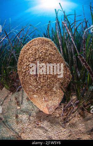 Pen shell, Pinna Nobilis and seagrass Meadows, Posidonia Oceanica ...