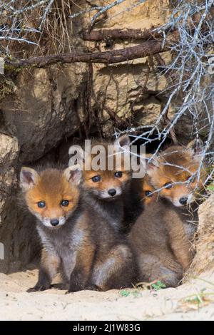 A group of baby fox cubs in a field of grass Stock Photo - Alamy